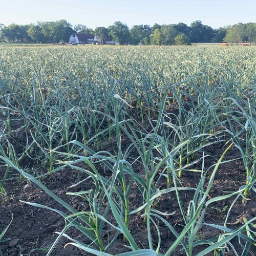 2020 garlic crop - Angelic Organics